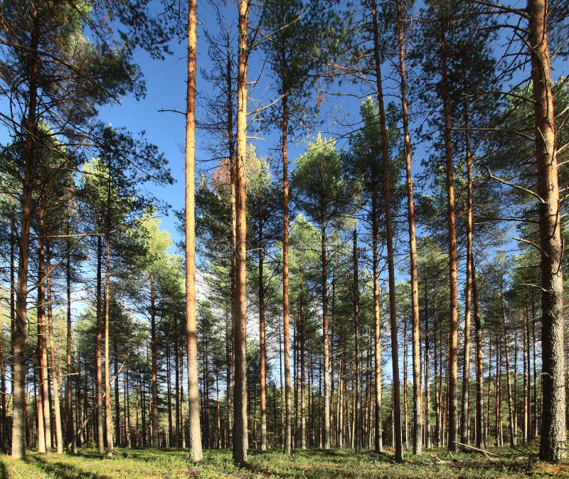 Pinewood forest scenery stock photo. Image of landscape - 65775072