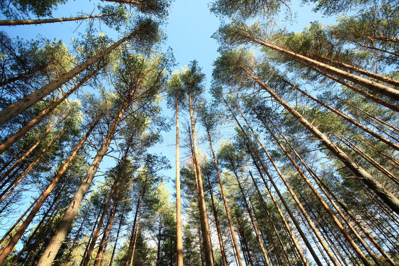 Russian Pinewood Green Deep Forest Stock Photo - Image of leaves, park ...