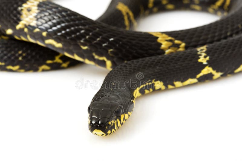 Russian Rat Snake stock photo. Image of biology, stalking - 7282642