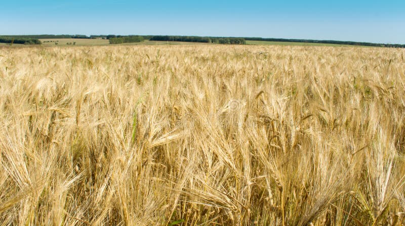 Russian Rye Field stock photo. Image of base, nature, beautiful - 3061198