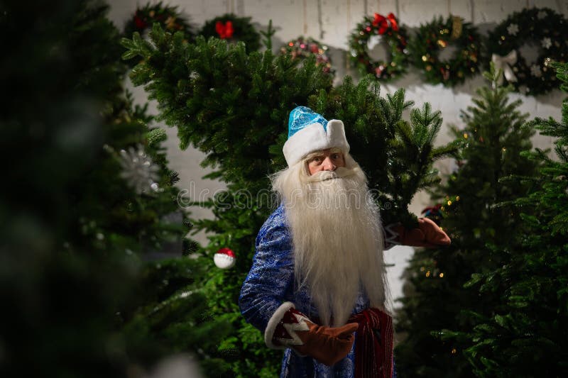 Russian Santa Claus Buys a Christmas Tree in the Store. Stock Photo ...