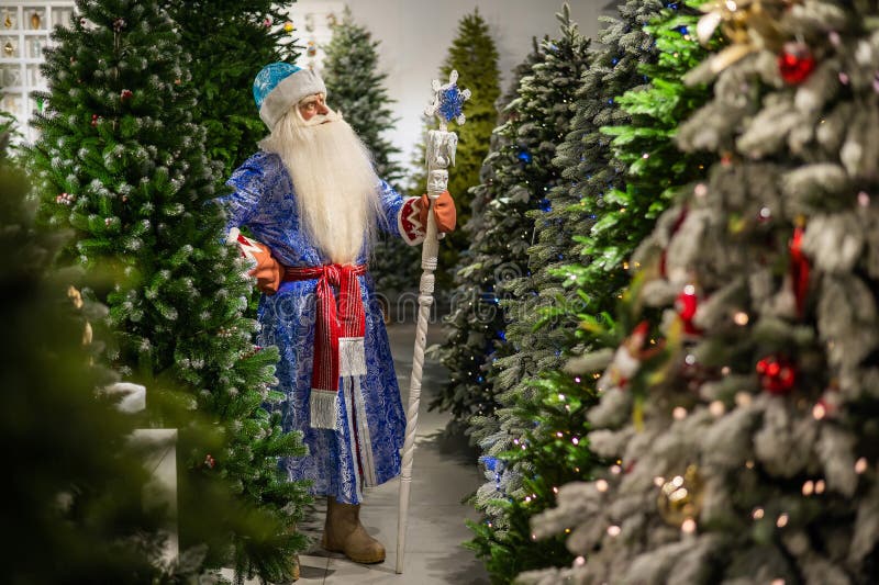 Russian Santa Claus Buys a Christmas Tree in the Store. Stock Photo ...
