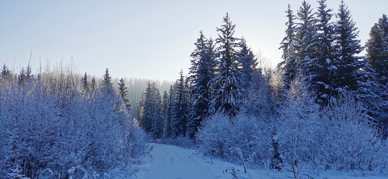 Russian siberian winter stock photo. Image of tree, winter - 211352390