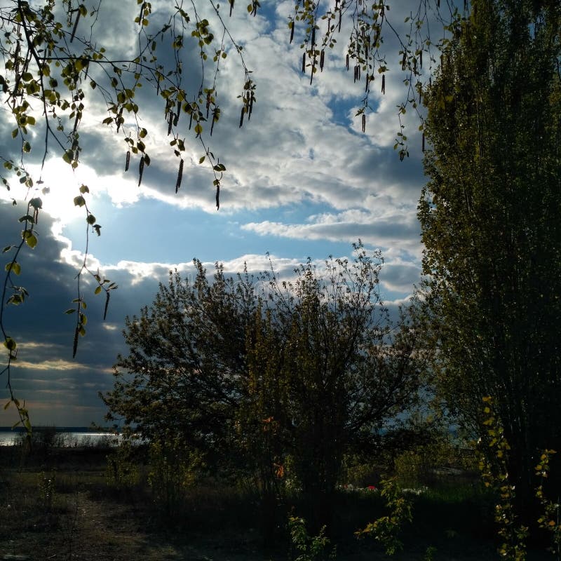 Russian sky with birch stock image. Image of birch, leaf - 206157727