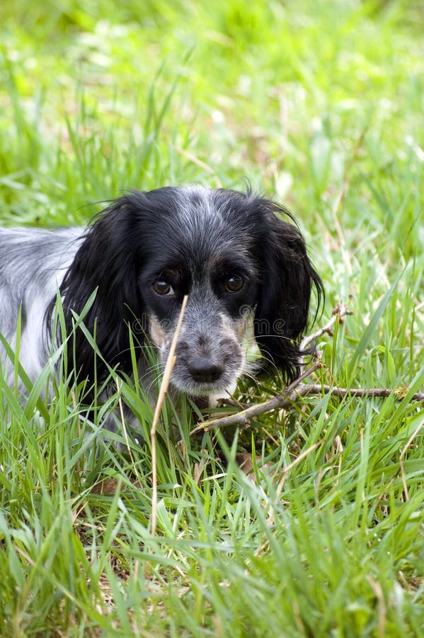 Russian spaniel stock image. Image of white, green, hunting - 11462199