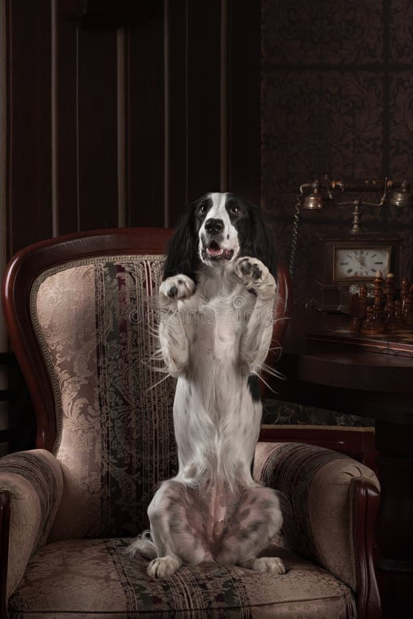 Russian Spaniel Dog and Chess in Dark Studio Stock Photo - Image of ...