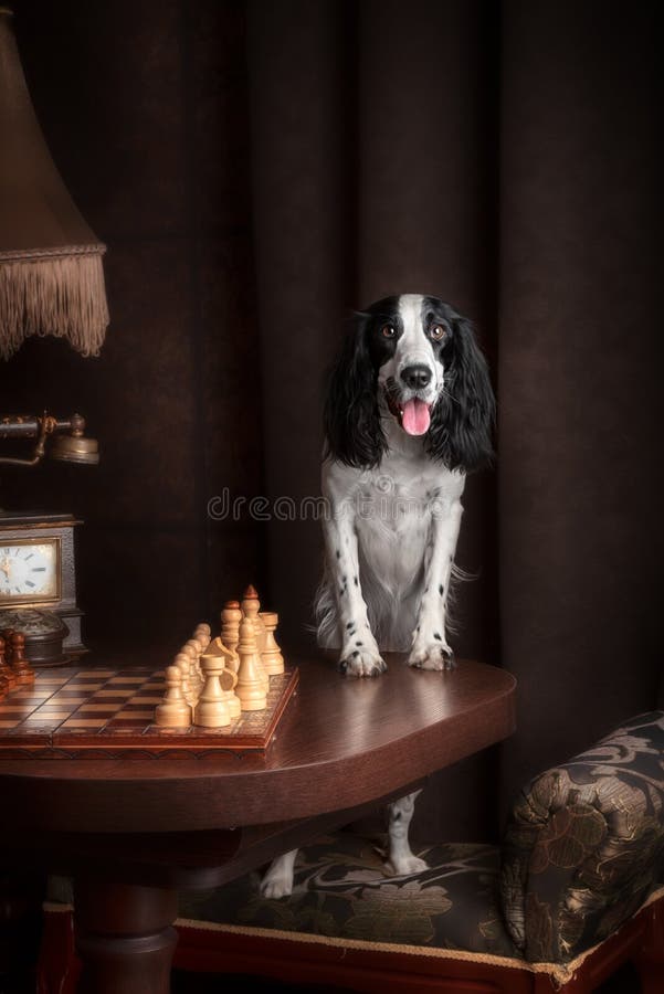 Russian Spaniel Dog and Chess in Dark Studio Stock Photo - Image of ...