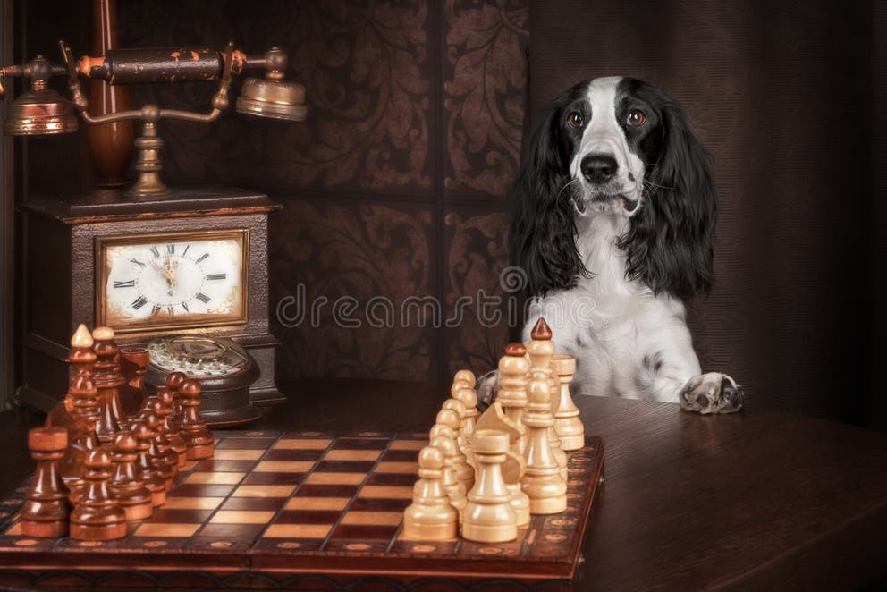 Russian Spaniel Dog and Chess in Dark Studio Stock Image - Image of ...