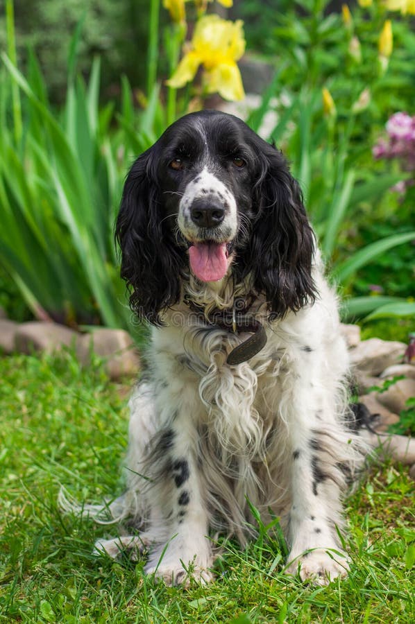 Russian Spaniel stock photo. Image of tongue, garden - 87528446