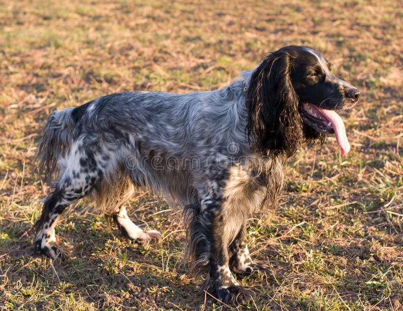Russian Spaniel at the Evening Sun Closeup on the Stock Image - Image ...