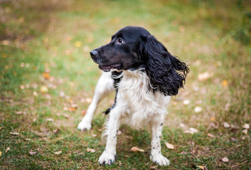 Russian spaniel portrait stock image. Image of portrait - 3567169