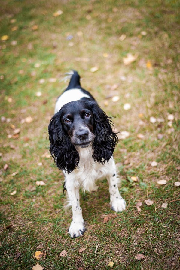 Russian Spaniel Portrait of a Dog Stock Image - Image of young, ears ...