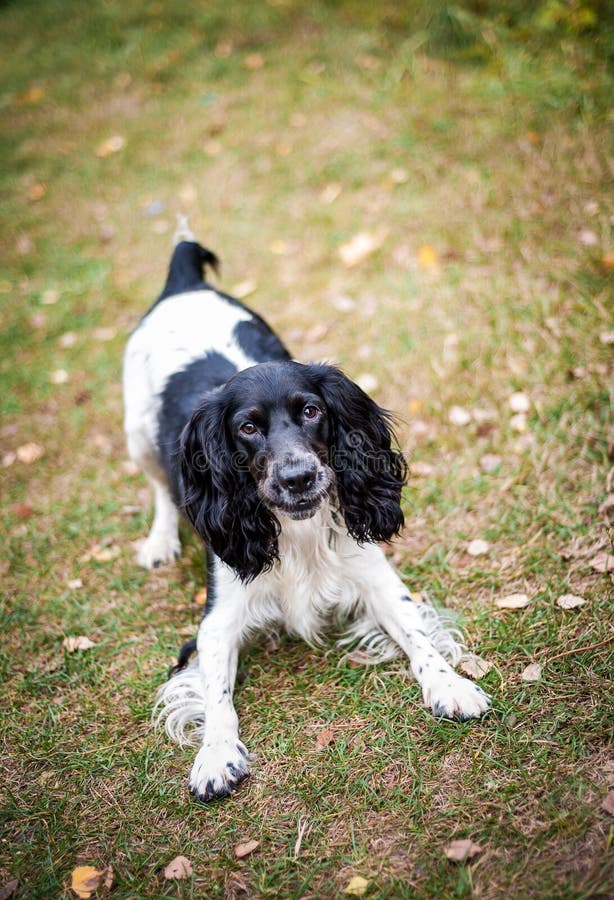Russian Spaniel Portrait of a Dog Stock Image - Image of bright, autumn ...