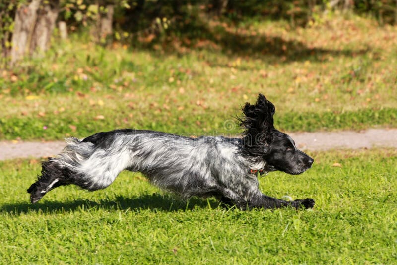 Russian spaniel running stock image. Image of doggy, forest - 42377633