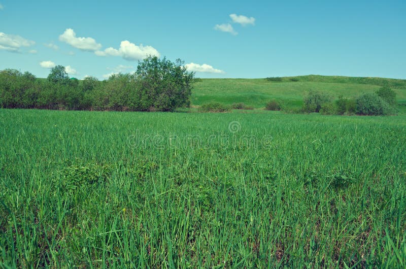 Russian spring meadow. stock image. Image of season - 116732245