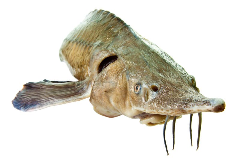 Cod Fish stock photo. Image of animal, salt, ocean, fishing - 10827474