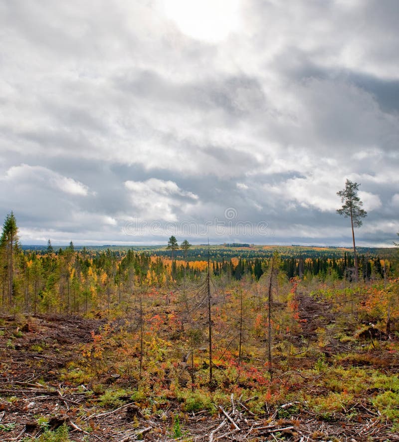 Russian taiga stock image. Image of russia, evergreen - 21374341