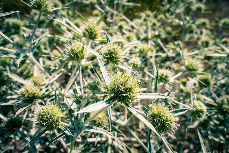 Russian Thistle Grasshopper Aeoloplides Turnbulli Perched on Red Rocks ...
