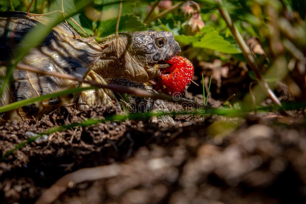 Russian Tortoise Eating Strawberry Stock Image - Image of animal ...