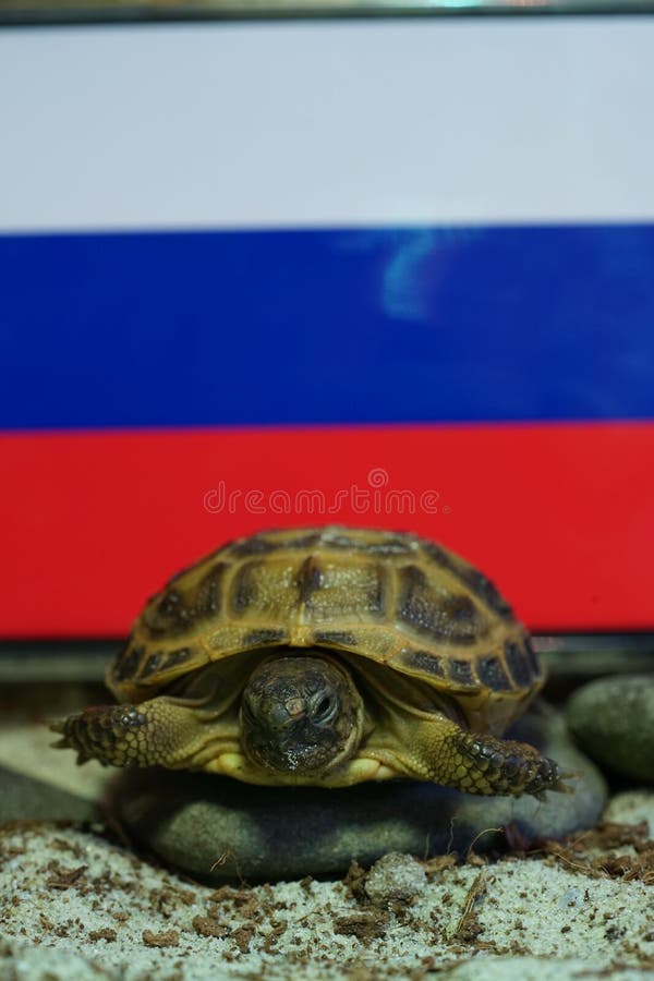 Russian Tortoise with Russian Flag 2 Stock Photo - Image of baby ...
