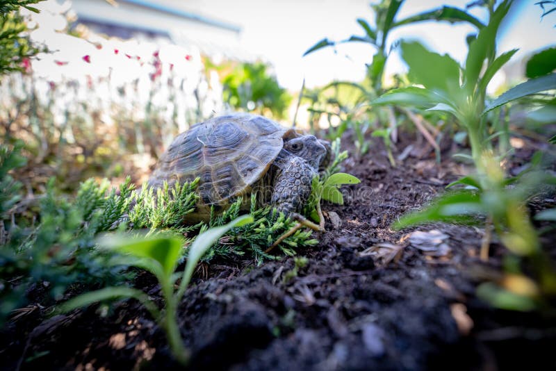 360 Russian Tortoise Stock Photos - Free & Royalty-Free Stock Photos ...