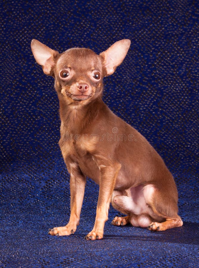 Russian toy terrier stock photo. Image of terrier, friendship - 17442972