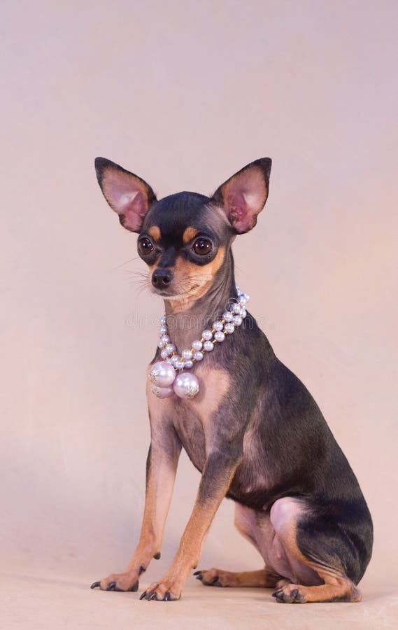 Russian toy terrier stock photo. Image of pearl, small - 7736552