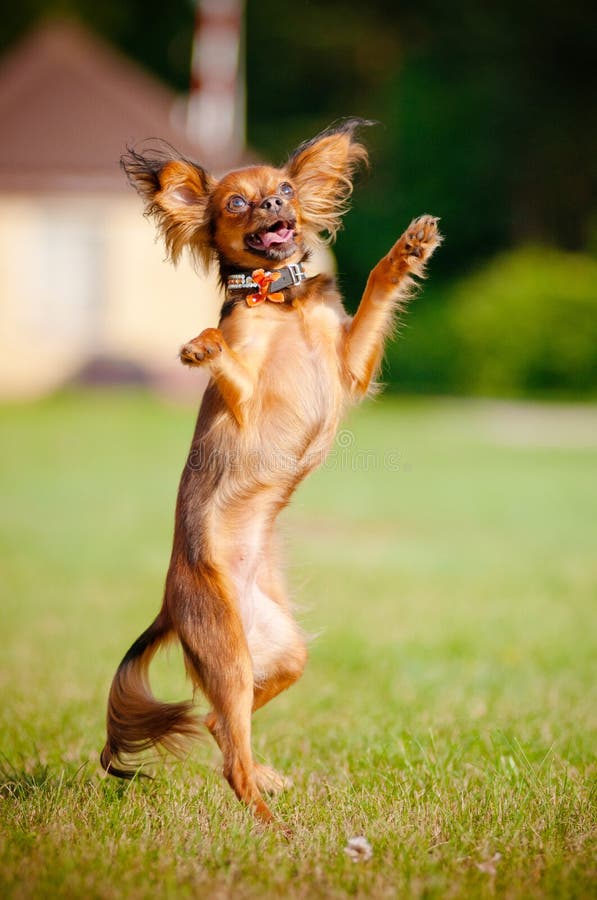 Russian Toy Terrier Dog Dancing Stock Photo - Image of close, eyes ...