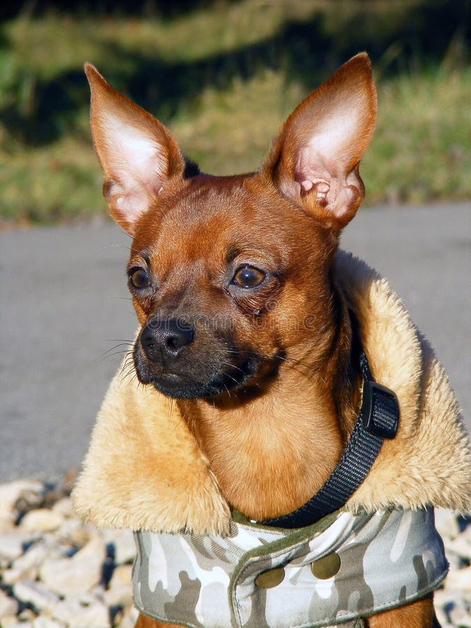 Russian Toy Terrier Portrait in Coat Stock Image - Image of canine ...