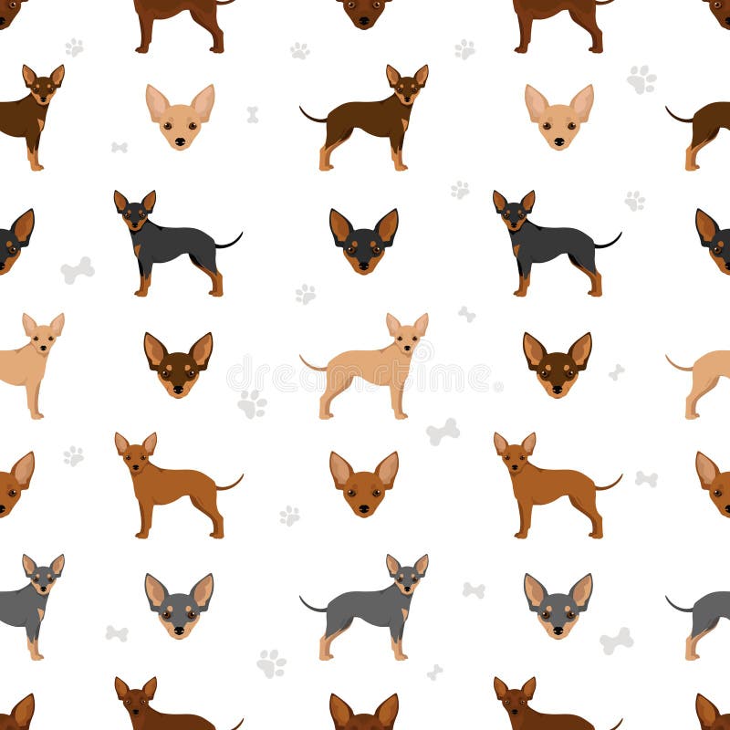 Russian Toy Terrier Shorthaired Seamless Pattern. Different Poses, Coat ...
