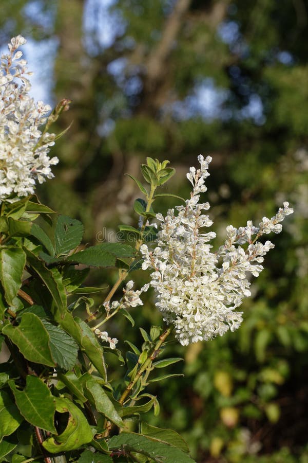 Russian Vine stock image. Image of british, flower, plant - 265993929