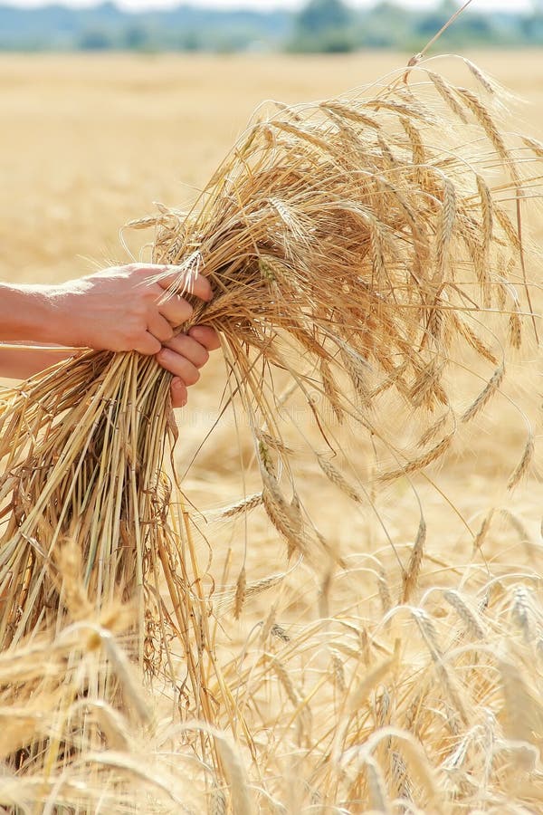 Russian Wheat stock photo. Image of gold, grain, land - 79059050