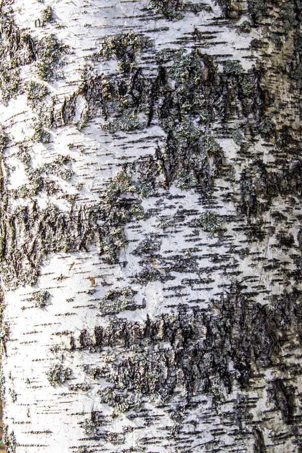 Russian white birch bark stock image. Image of season - 89505401