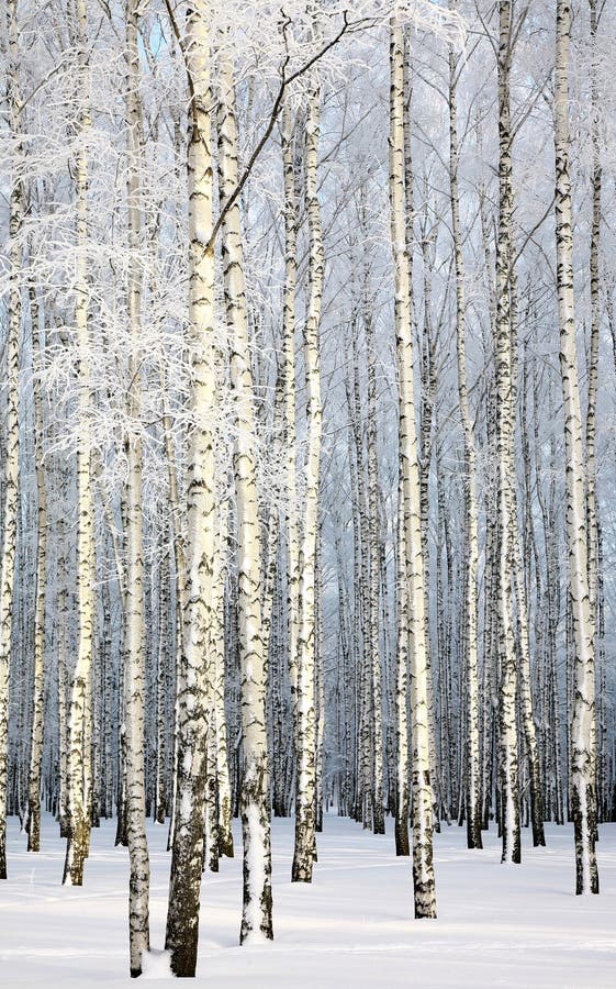 A winter birch tree forest stock image. Image of snow - 9188713