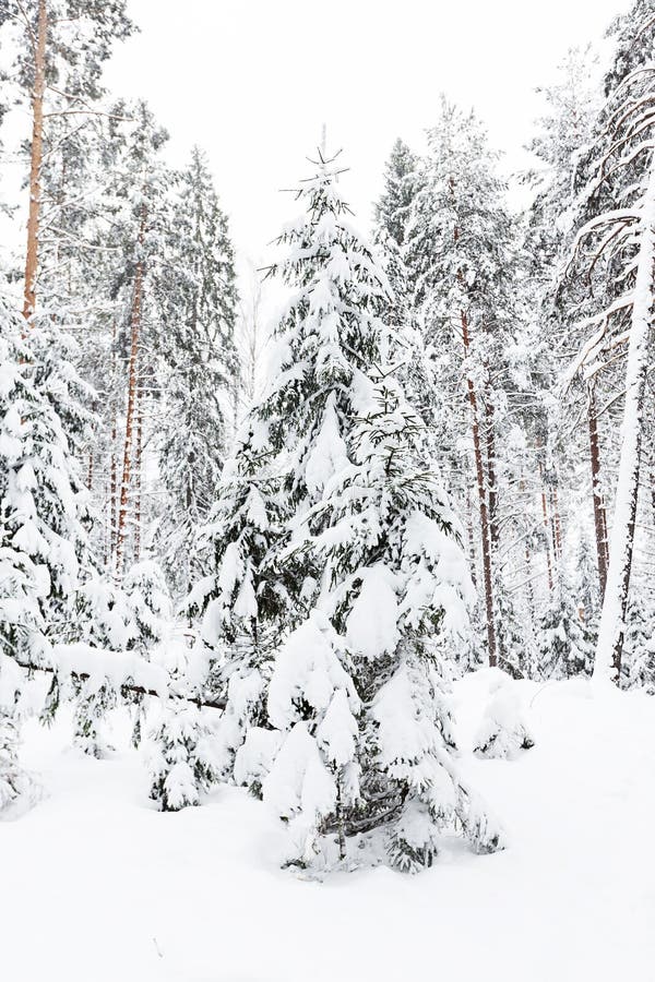 Russian Winter Forest in Snow Stock Image - Image of blue, landscape ...