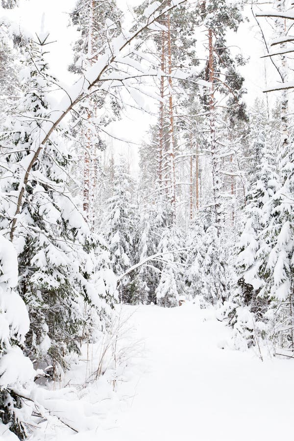 Russian Winter Forest Snow Road Stock Image - Image of landscape, frost ...