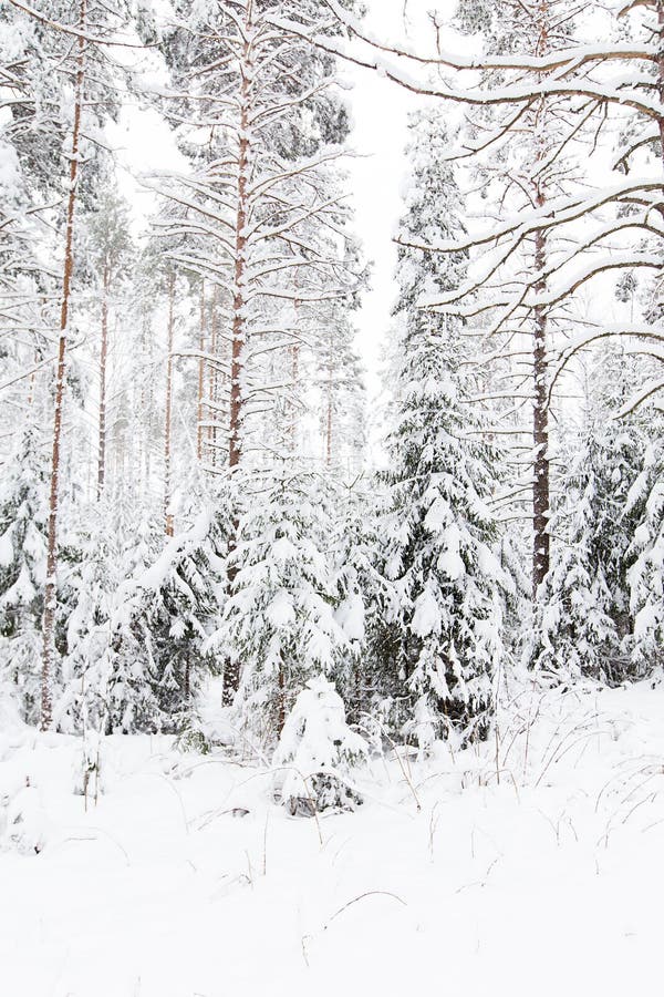 Russian Winter Forest Snow Road Stock Photo - Image of solitude, remote ...