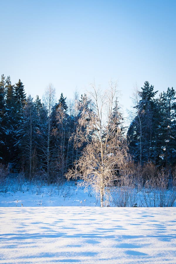 Russian Winter Forest in Snow Stock Image - Image of january, landscape ...