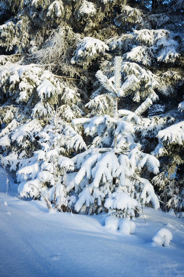 Russian Winter Forest in Snow Stock Photo - Image of scene, february ...