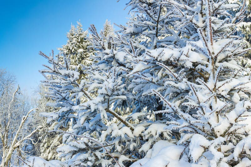 Russian Winter Forest in Snow Stock Image - Image of forest, light ...