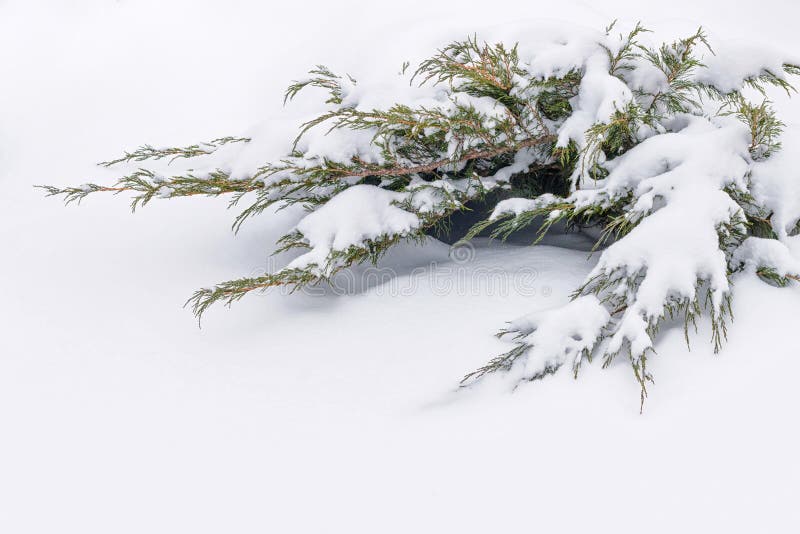 Russian Winter. Green Juniper Sprout Under Snow, White Background Stock ...