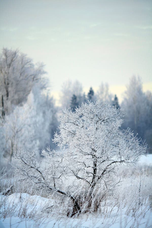 Russian Winter Landscape Trees in Forest Stock Image - Image of city ...