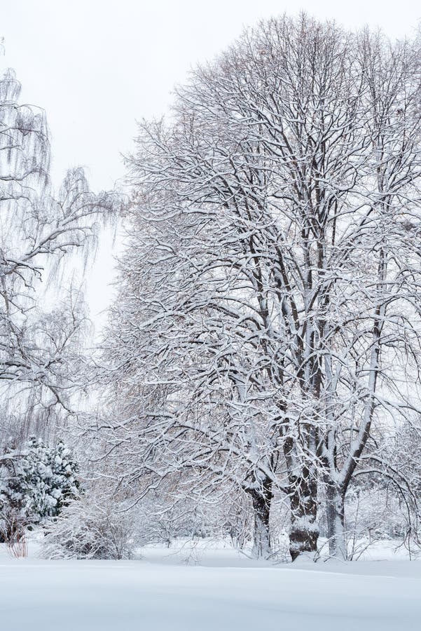 Russian Winter Trees Snow Covered Stock Photo - Image of road, park ...