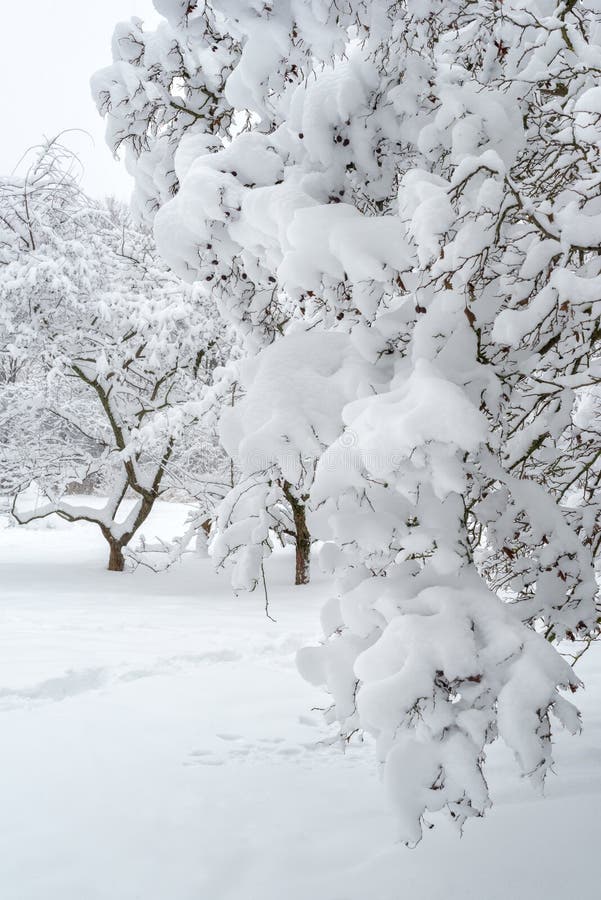 Russian Winter Trees Snow Covered Stock Image - Image of season ...
