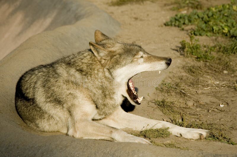 Russian wolf stock image. Image of isolated, wild, outdoors - 1277239