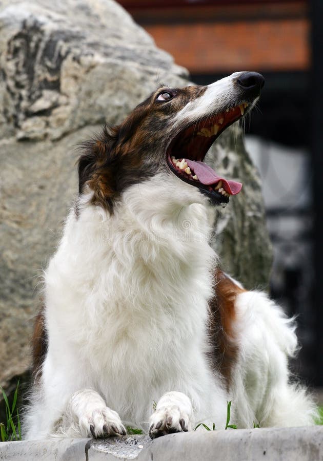 Russian Wolfhound (borzoi ) is a Breed of Domestic Dogs (Canis Lupus ...