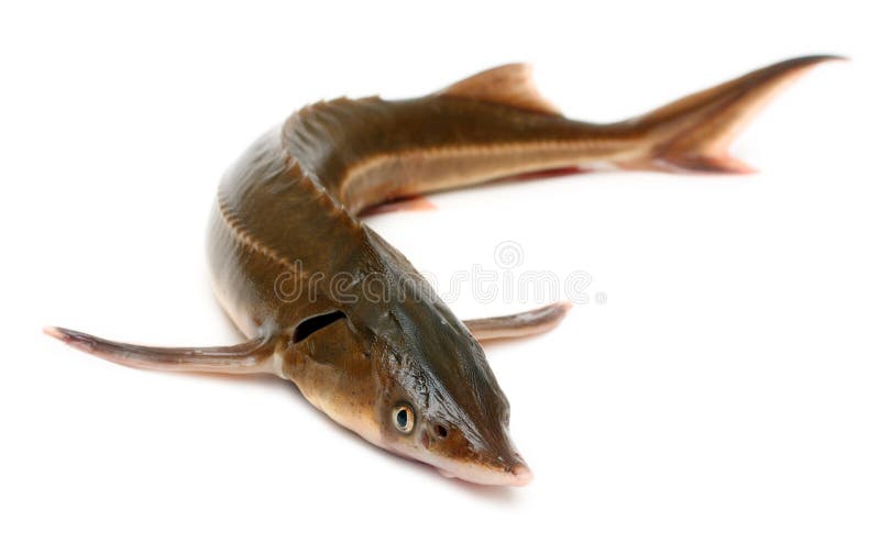 De Steur Van De Diamant - Gueldenstaedtii Acipenser Stock Afbeelding ...