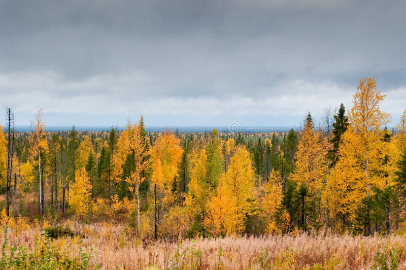 Russische taiga stock afbeelding. Image of rusland, altijdgroen - 21374341
