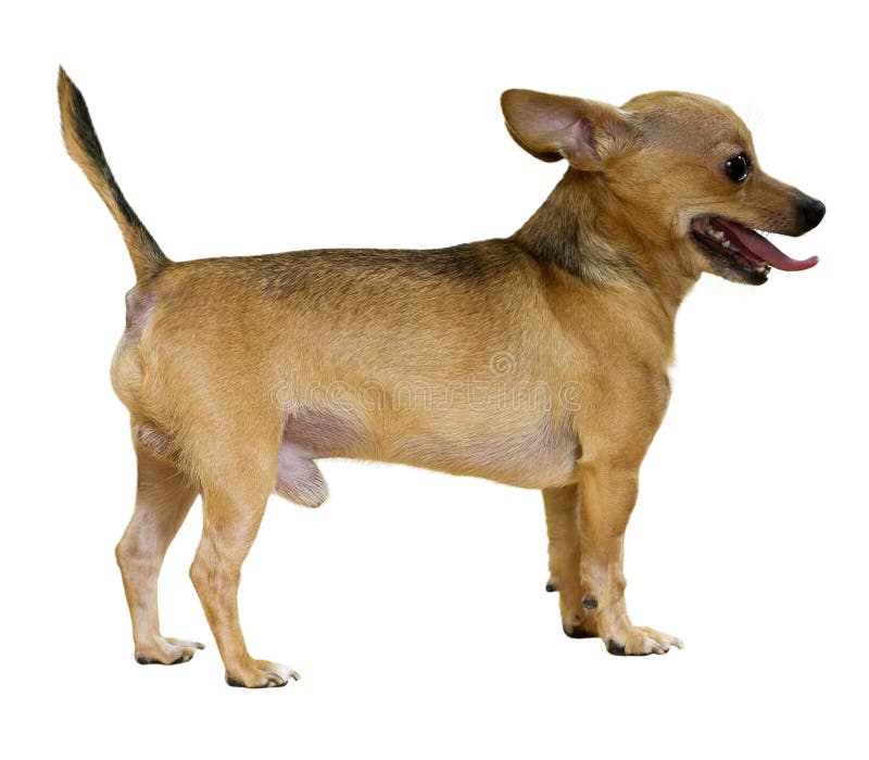 Russkiy Toy stock photo. Image of miniature, white, canine - 45498806