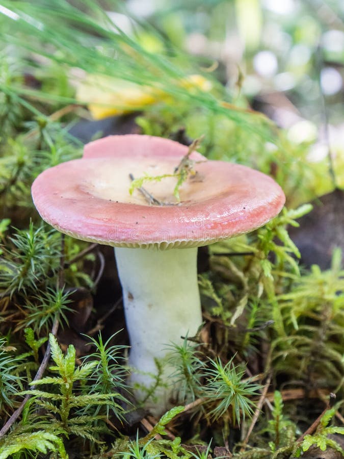 Russula close up stock image. Image of forest, macro - 57490147